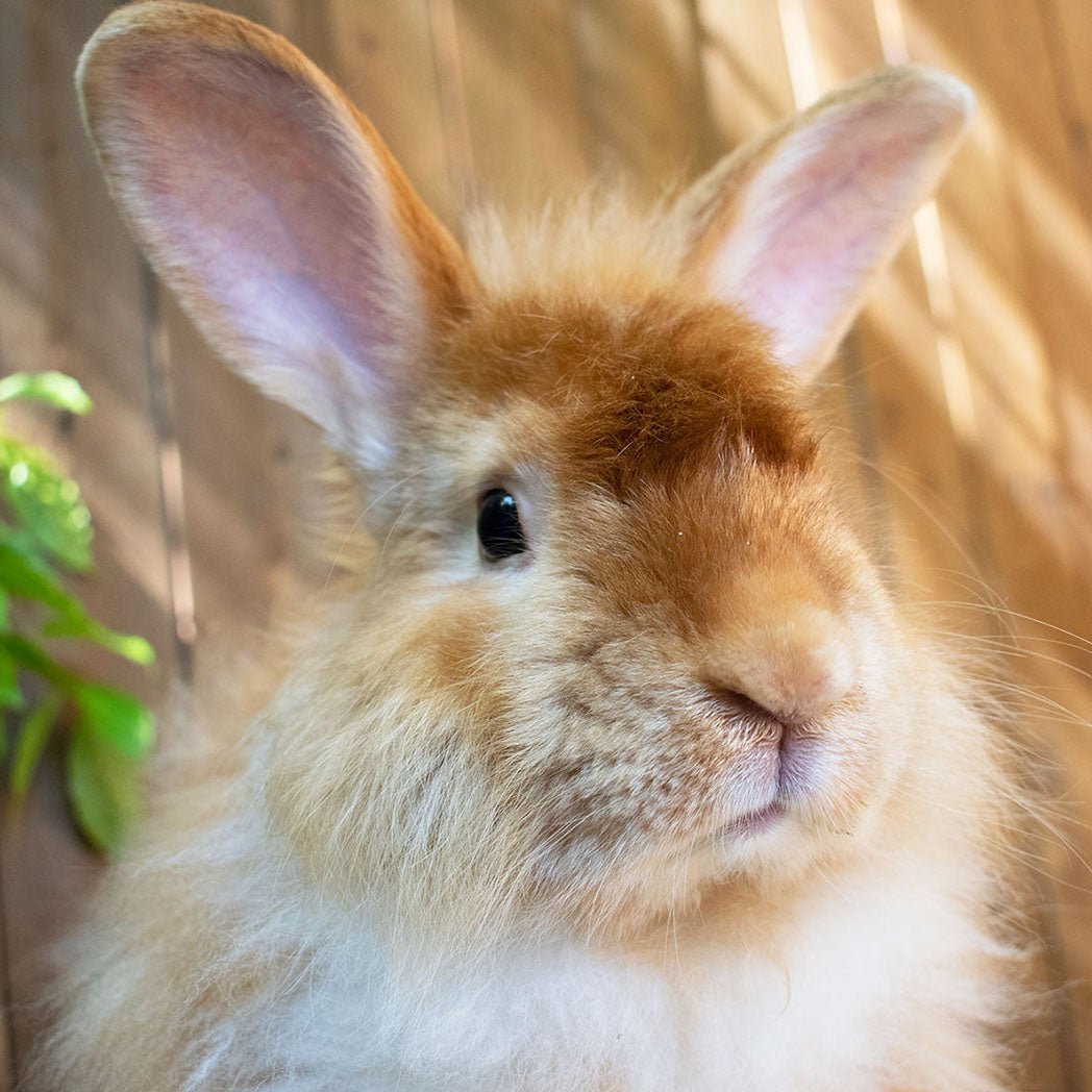 Baby Jojo – Jessica's Rabbits