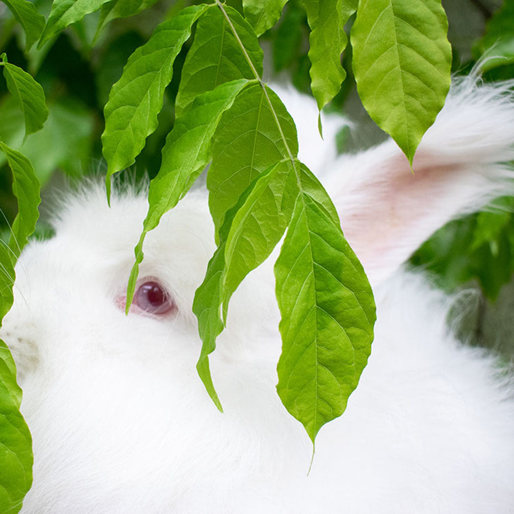 Heidi Klum – Jessica's Rabbits