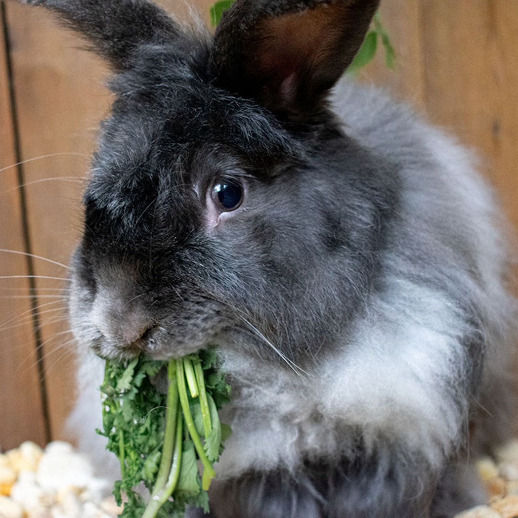 Maxwell – Jessica's Rabbits