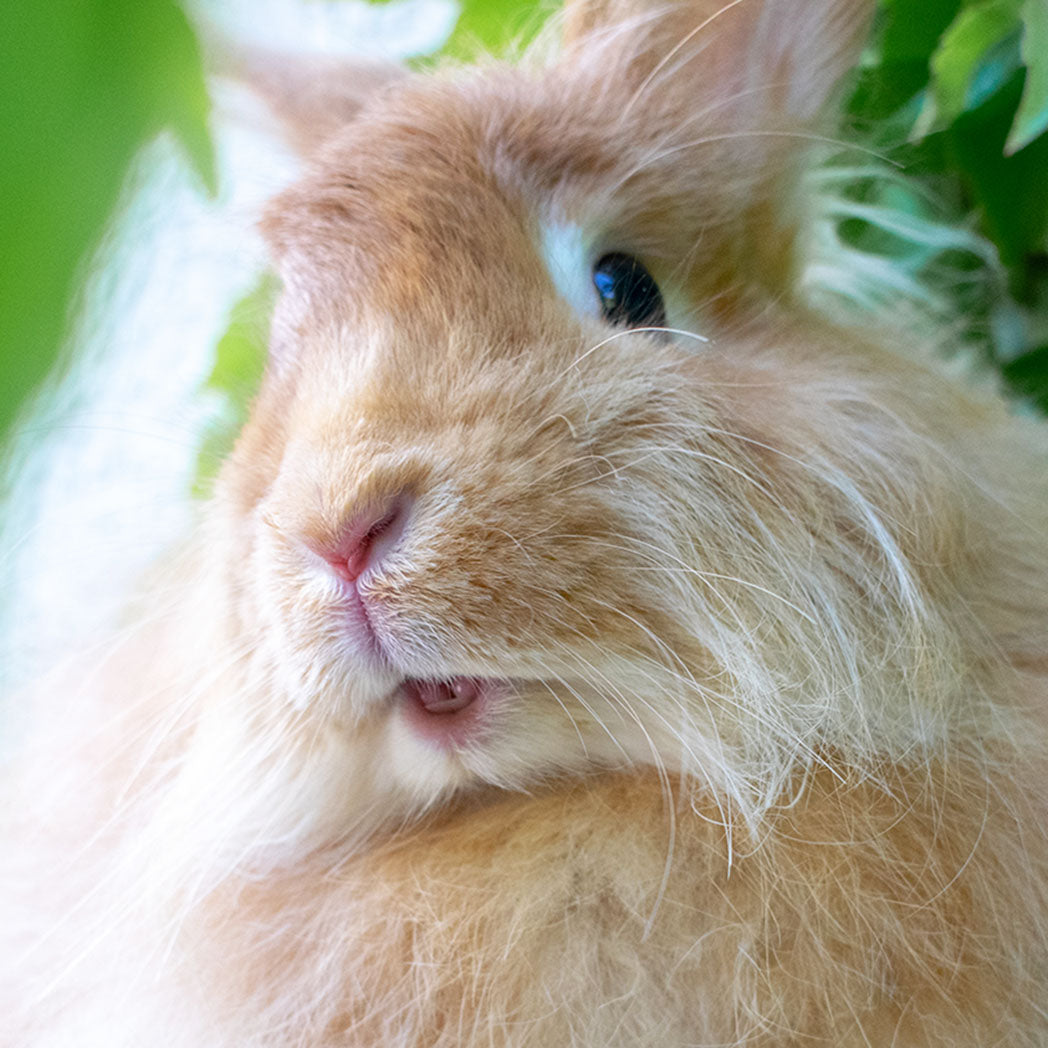 Velveeta – Jessica's Rabbits