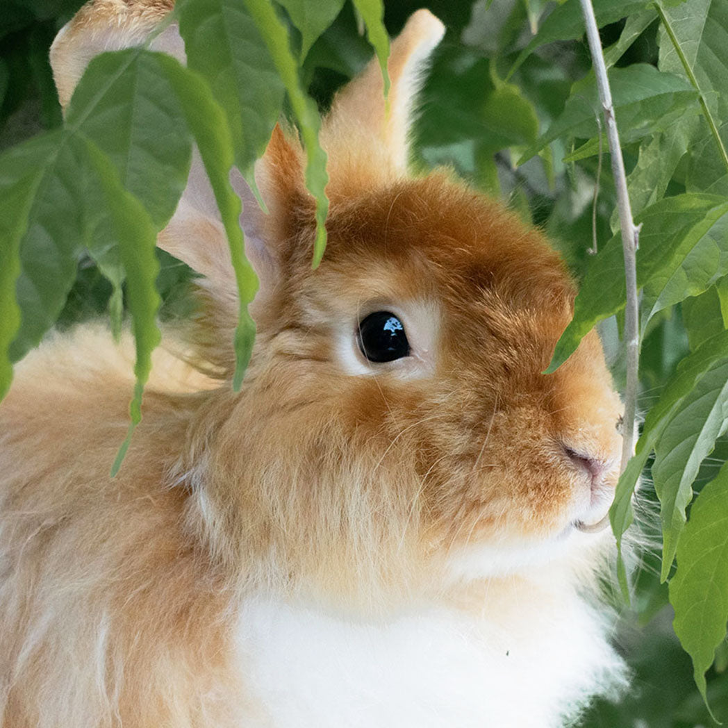 Meet Baby Jojo – Jessica's Rabbits