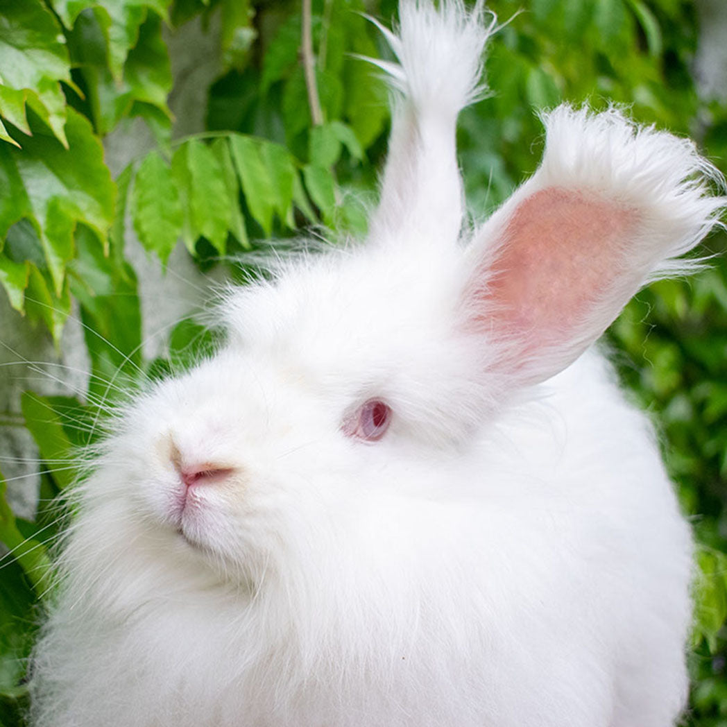 Meet Heidi Klum – Jessica's Rabbits