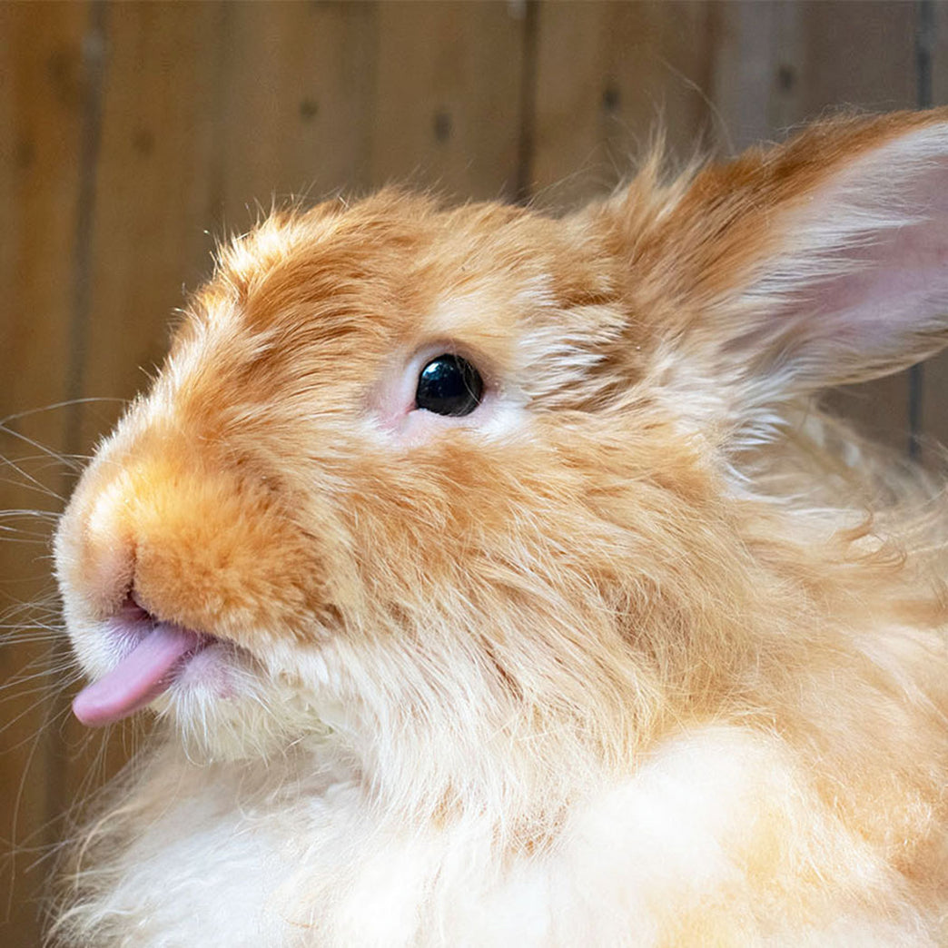 Meet the Buns – Jessica's Rabbits