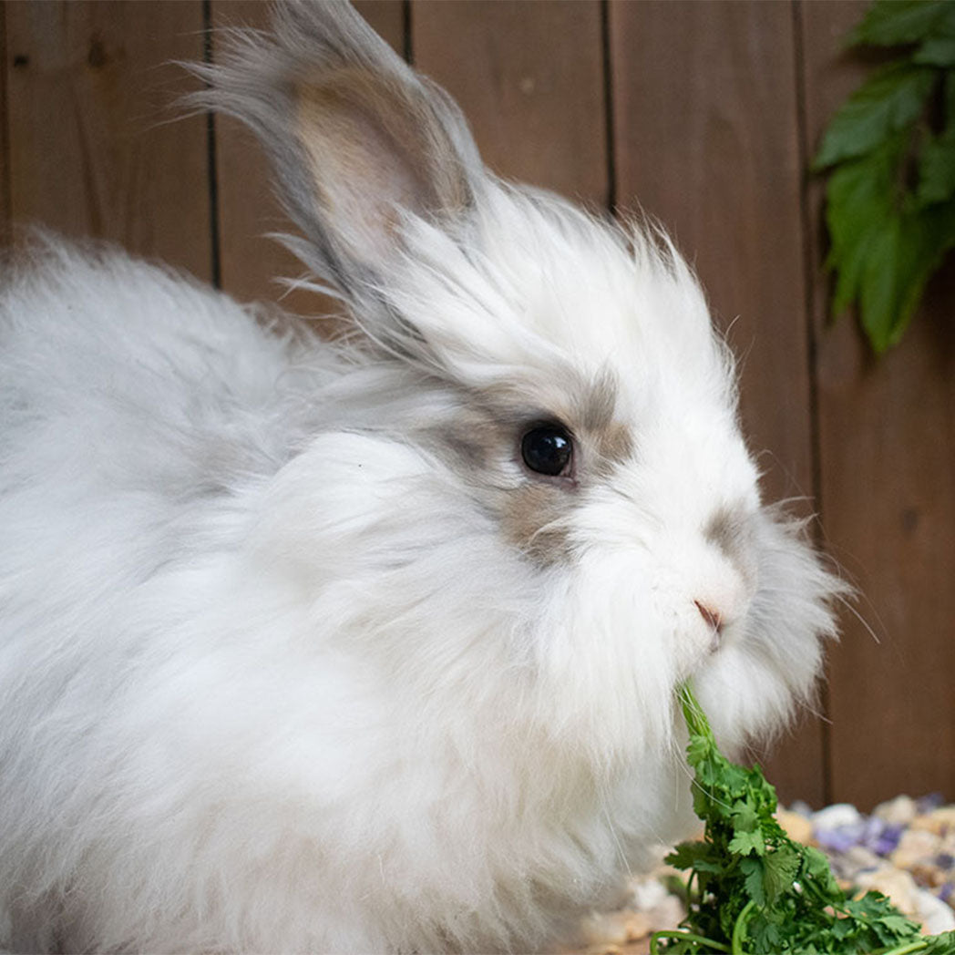 Meet Oliver – Jessica's Rabbits
