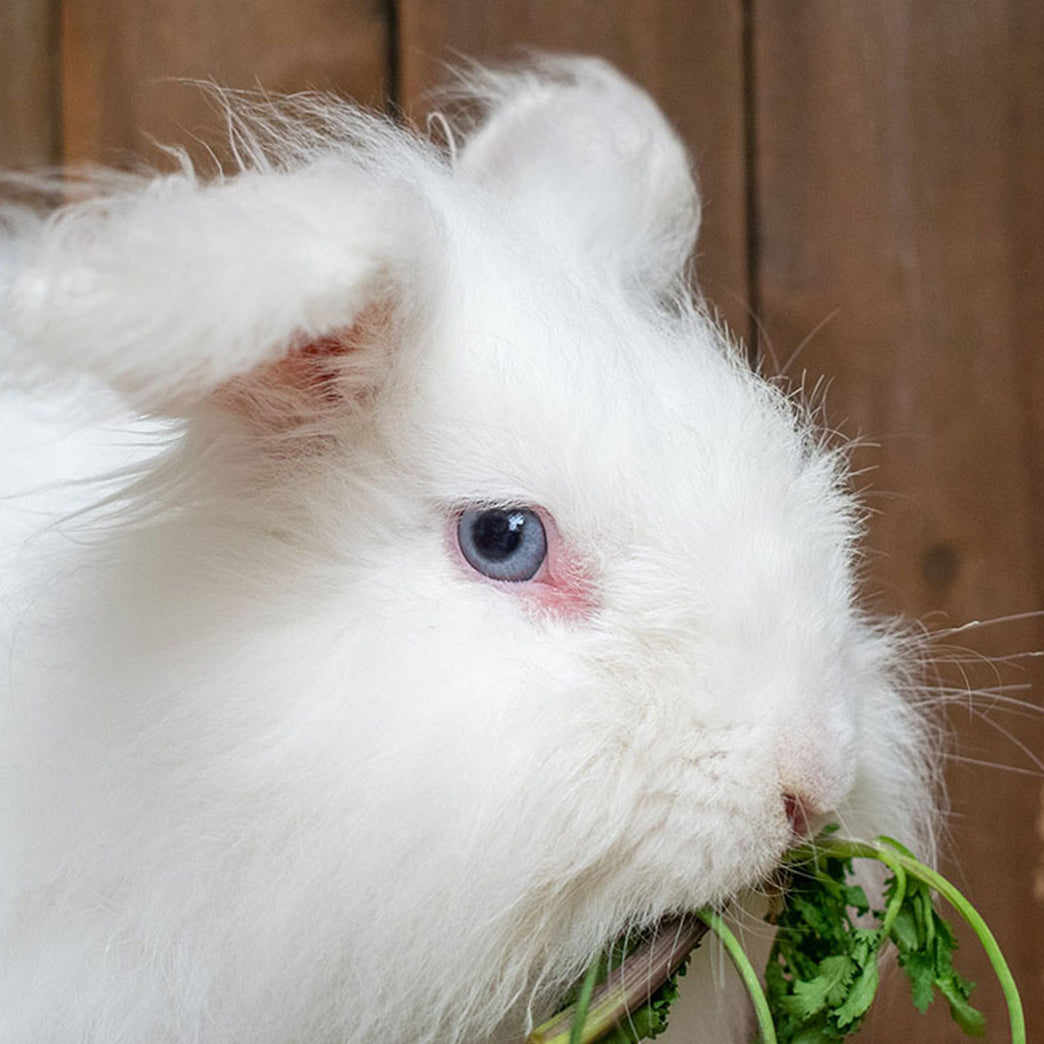 Meet the Buns – Jessica's Rabbits